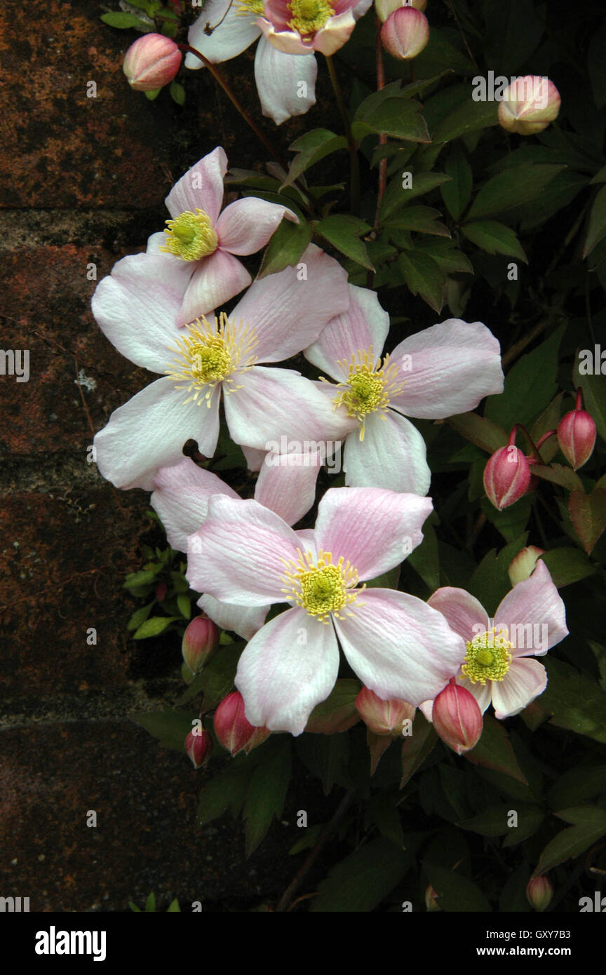 Rosa vine hi-res stock photography and images - Alamy