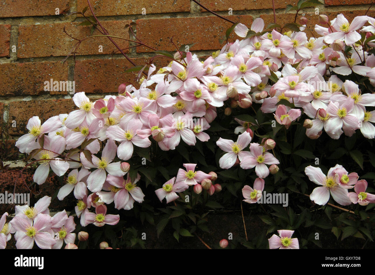 Wild rose (Gen; Rosa Stock Photo - Alamy