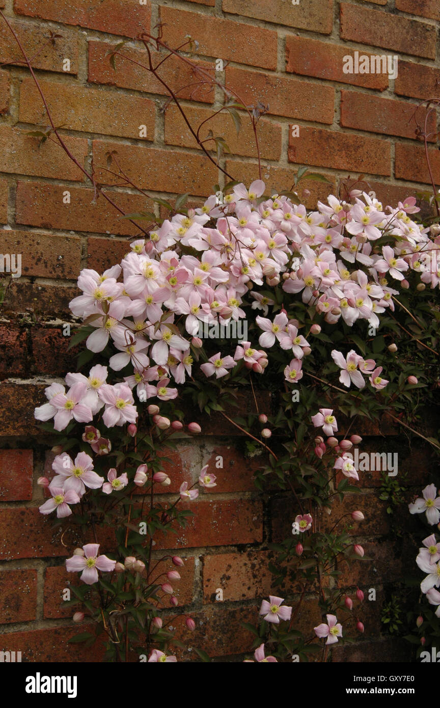 Wild rose (Gen; Rosa Stock Photo - Alamy