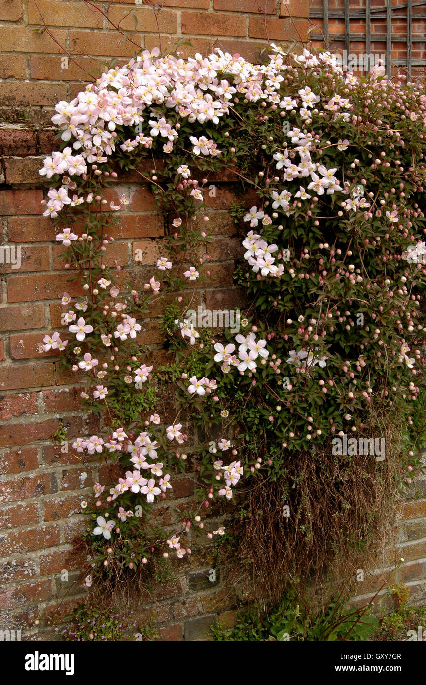 Wild rose (Gen; Rosa Stock Photo - Alamy