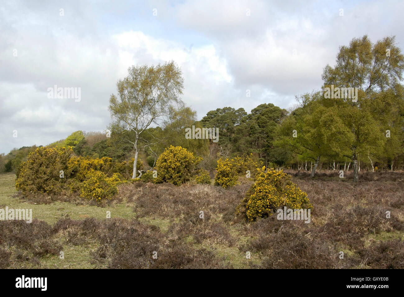 Gorse furze hi-res stock photography and images - Alamy