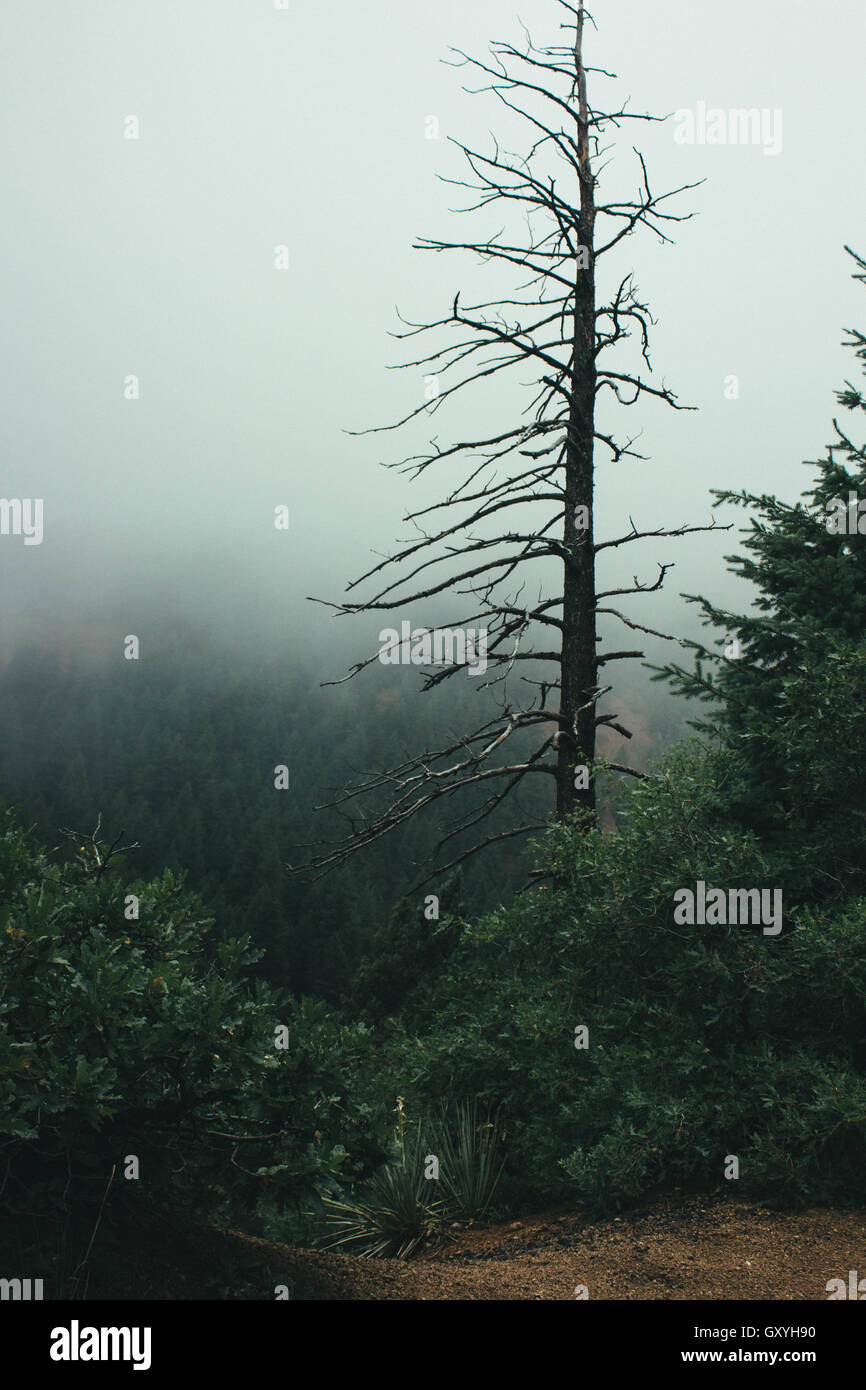 Creepy tree art hi-res stock photography and images - Alamy