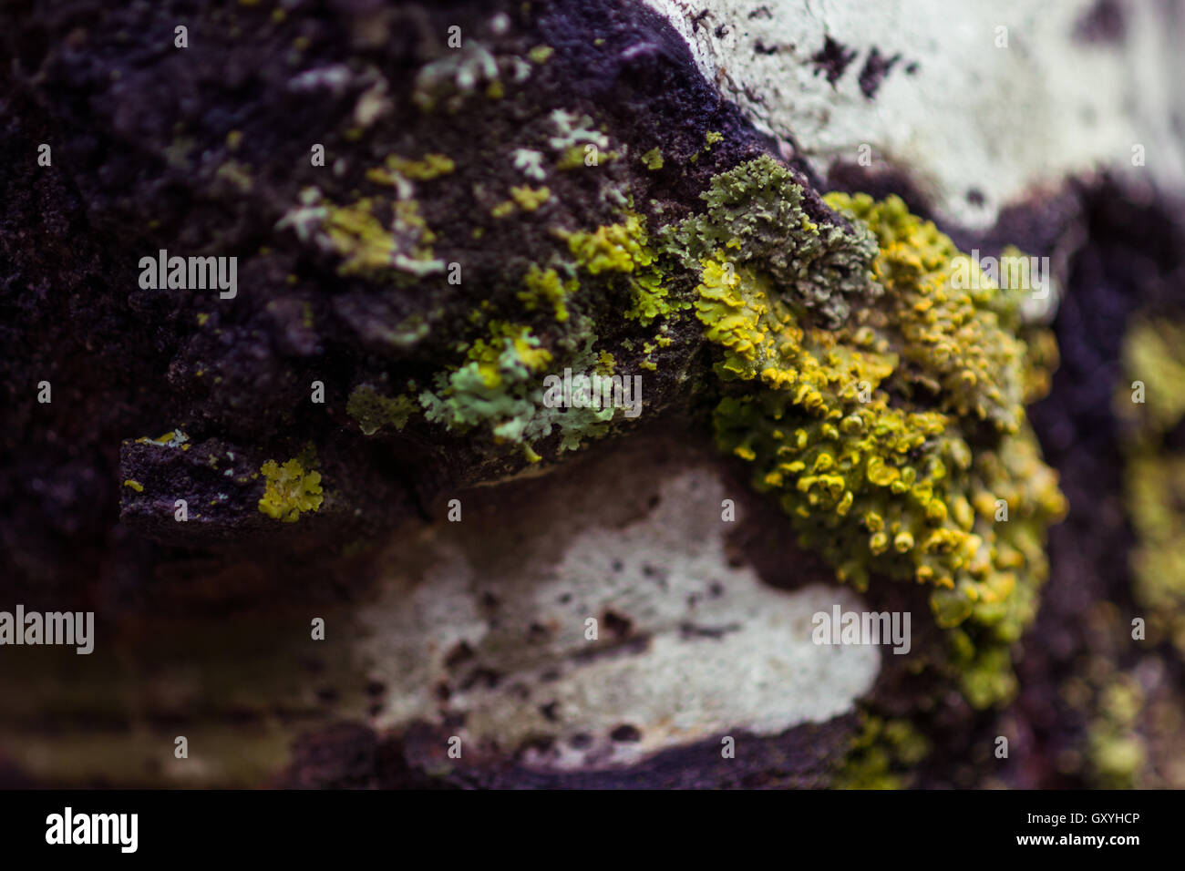 Moss green fields hi-res stock photography and images - Alamy