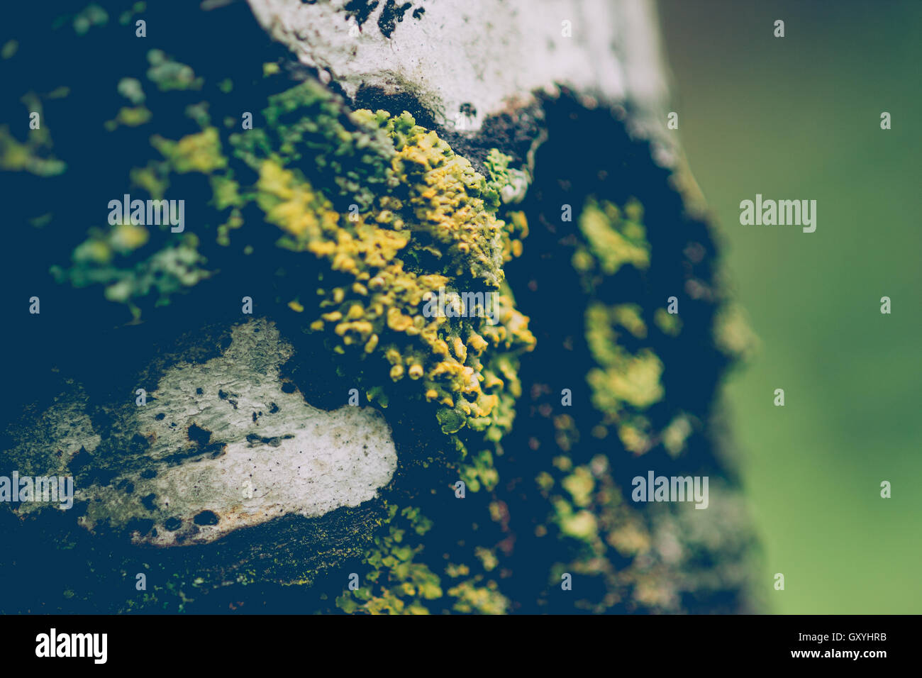 Moss on Aspen Stock Photo - Alamy