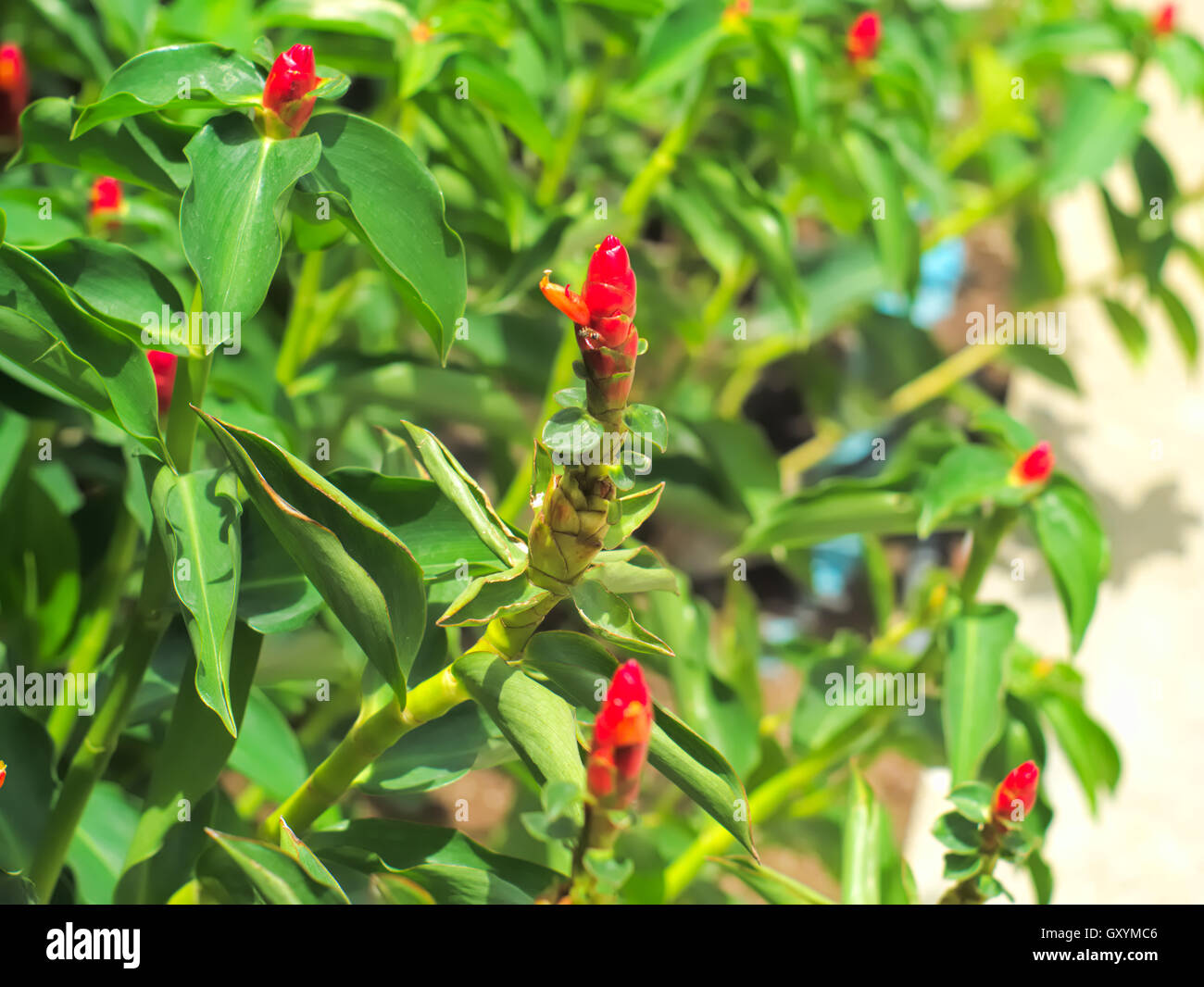 Red ginger or Alpinia purpurata, a kind of flowering plant native in ...