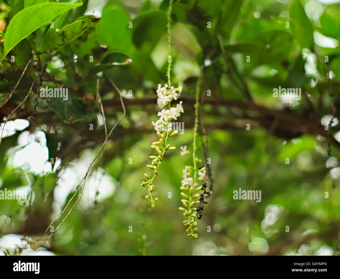 Florida fiddlewood, Spiny fiddlewood, or Citharexylum spinosum Stock ...