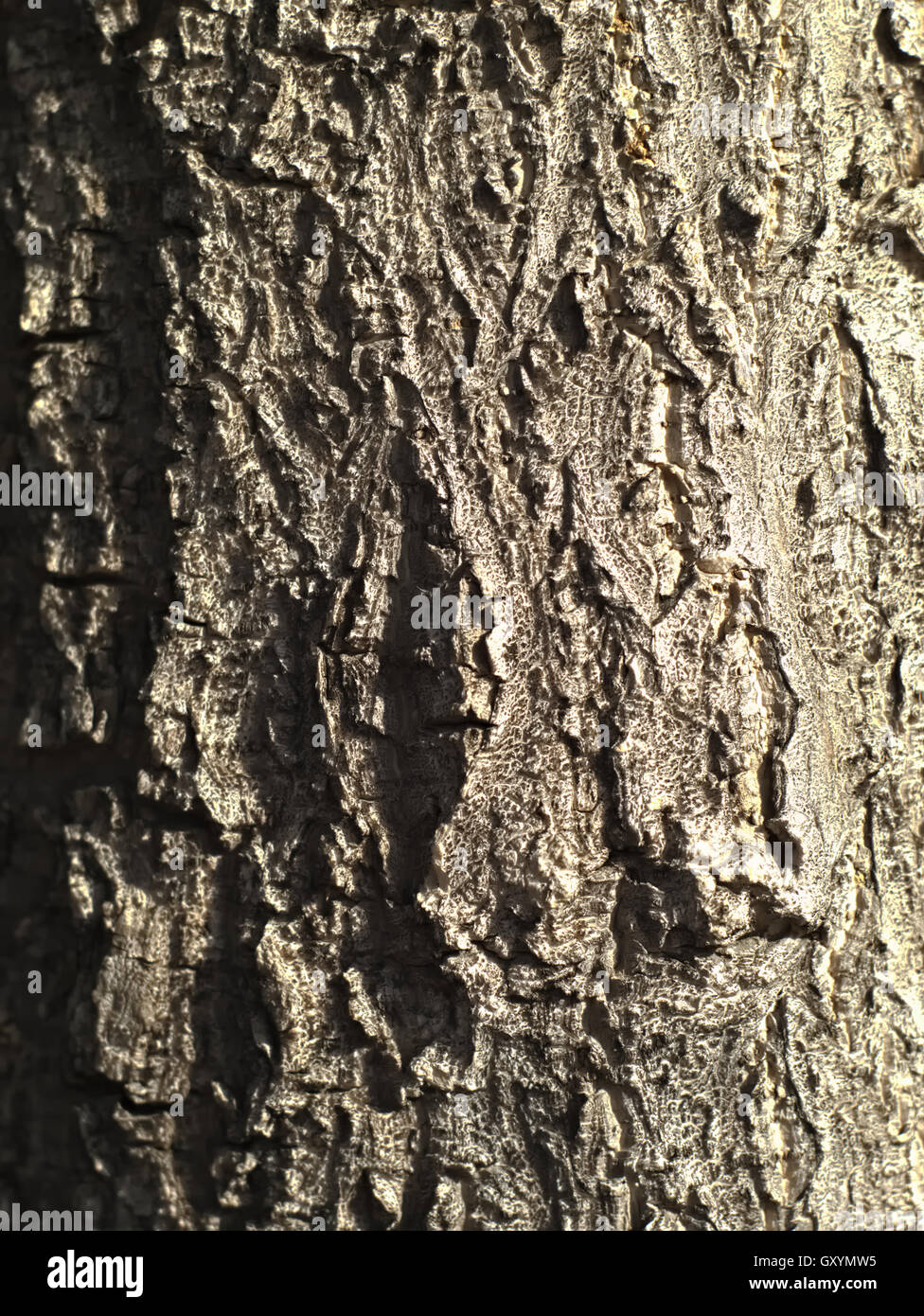 closeup shot of old tree bark texture background Stock Photo - Alamy
