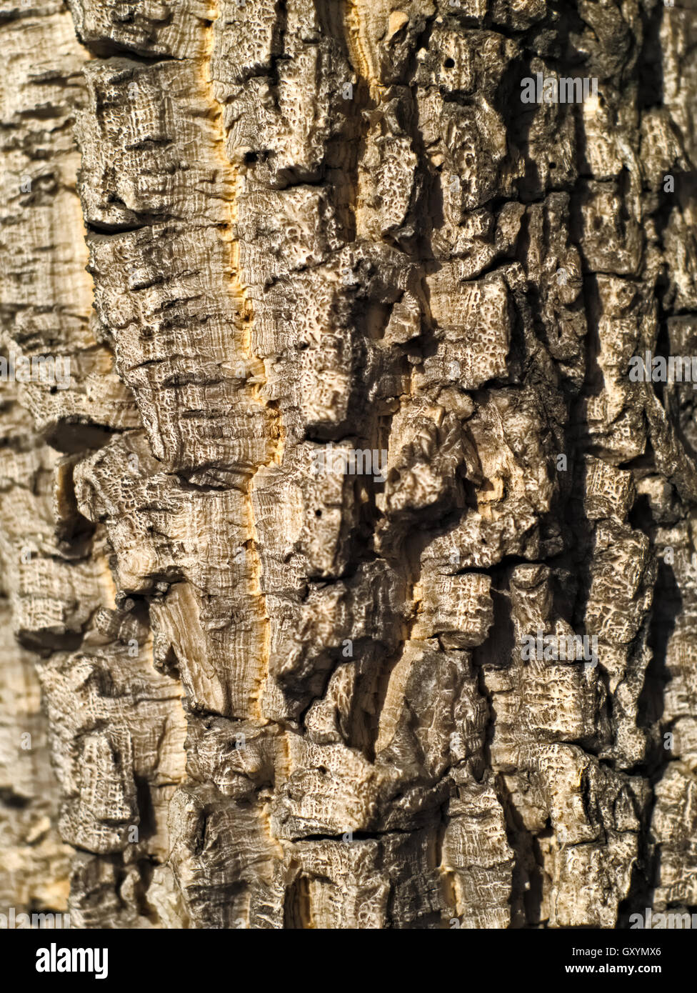 Old tree bark texture hi-res stock photography and images - Alamy