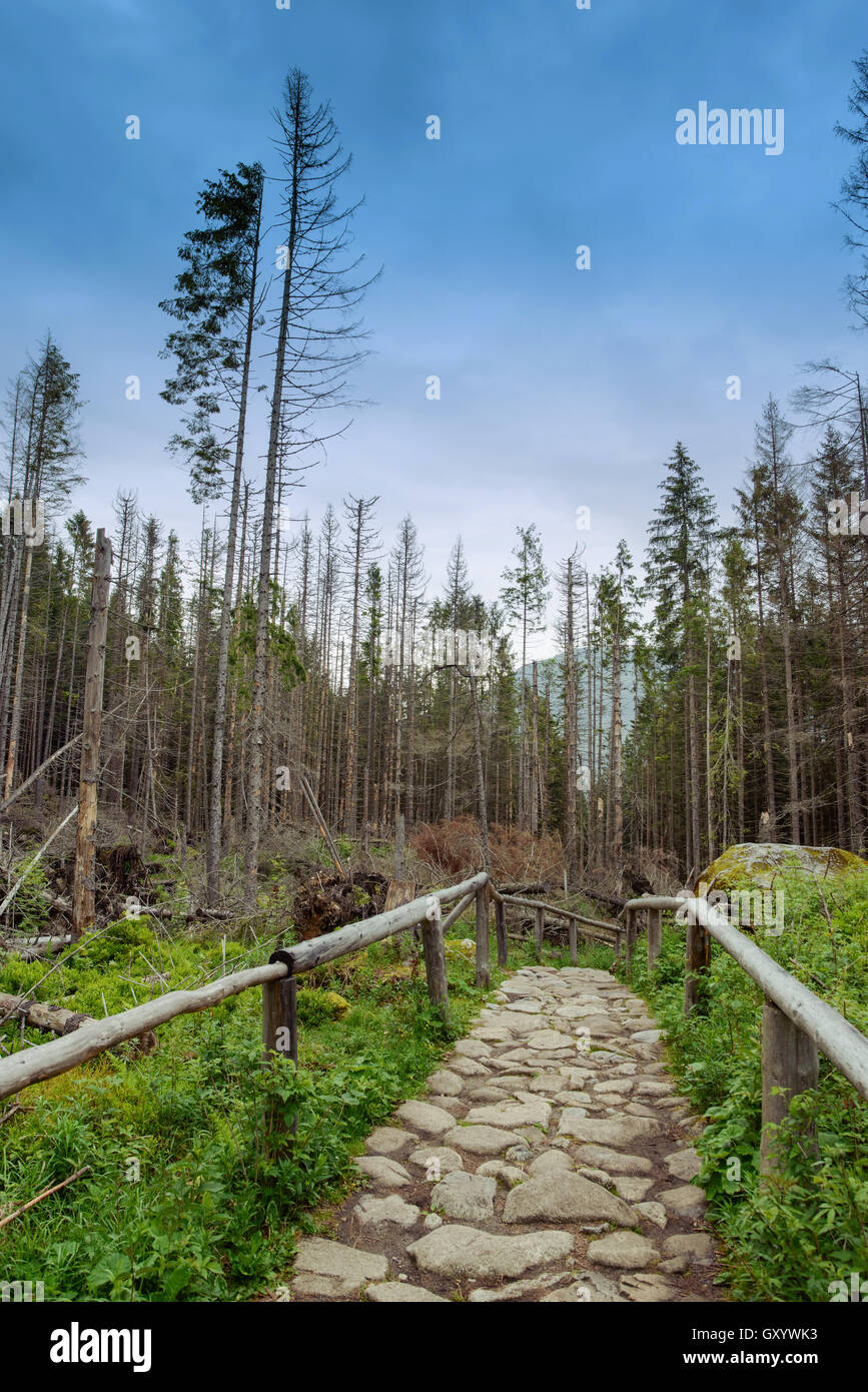 hiking stone path in the mountains in summer Stock Photo - Alamy