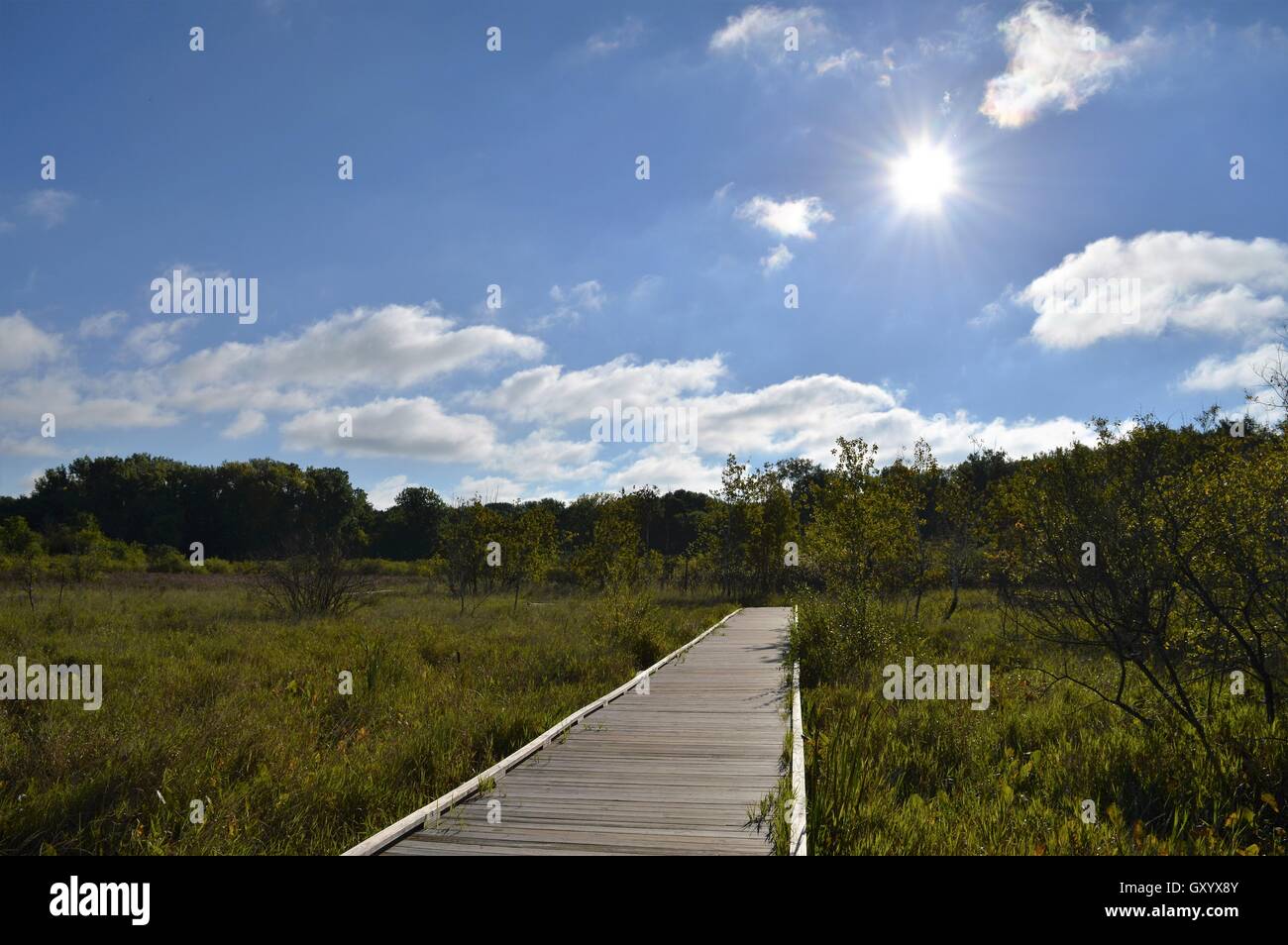 Boardwalk in the Wetland Stock Photo - Alamy