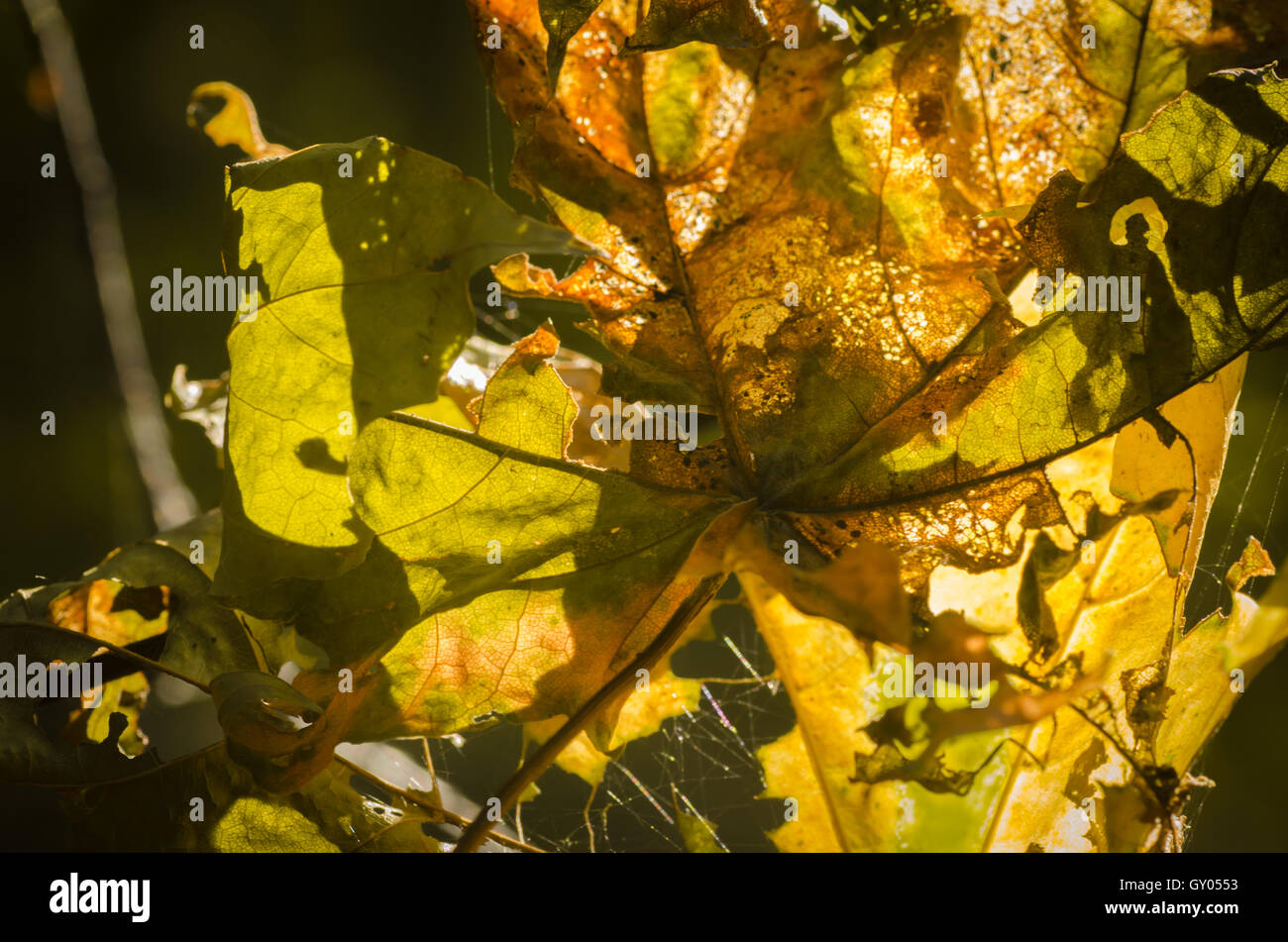 Autumn cobweb woodland hi-res stock photography and images - Alamy