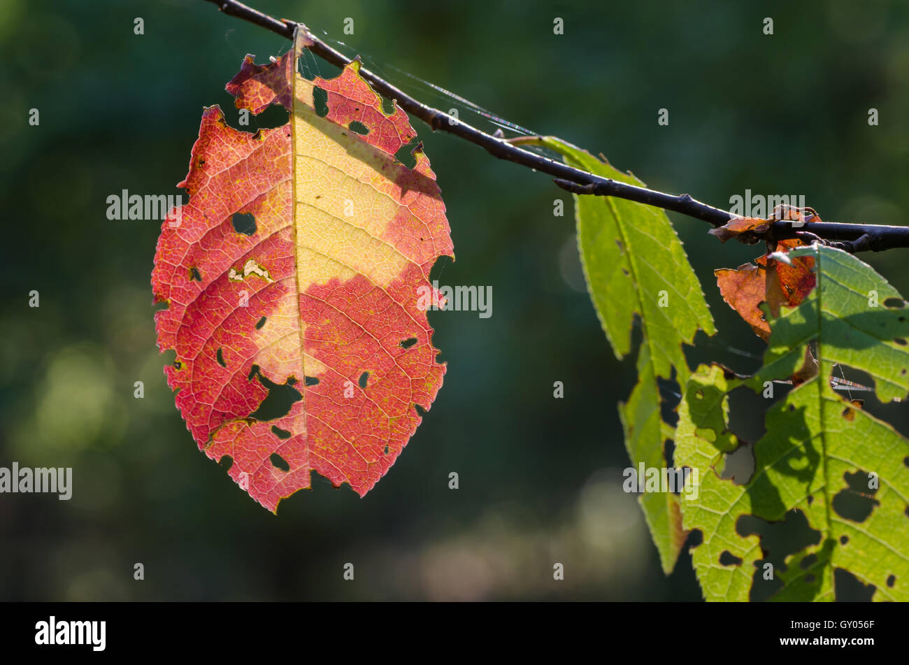 Autumn cobweb woodland hi-res stock photography and images - Alamy