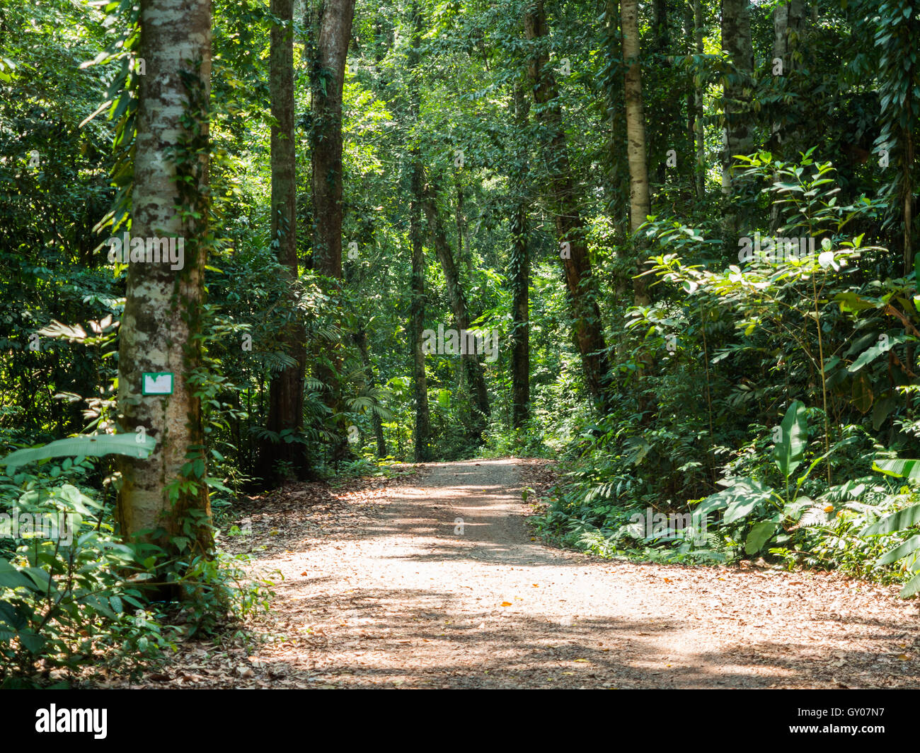 Walking trail in forest at Koh Kood, Trat, Thailand Stock Photo - Alamy