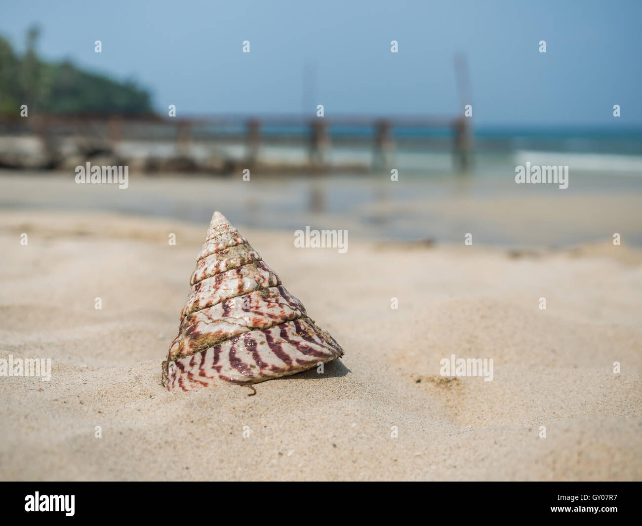 Sea shell on the beautiful tropical beach Stock Photo - Alamy