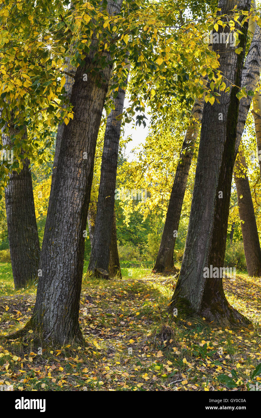 Yellow poplar tree hi-res stock photography and images - Alamy