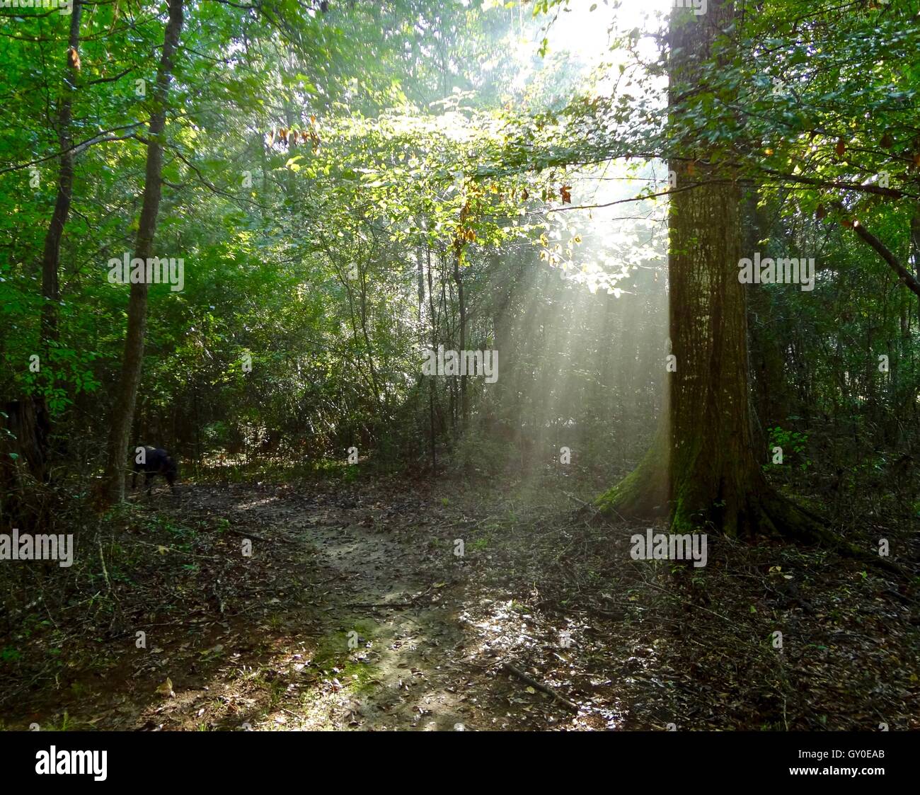 Sun rays shining through the trees on a hiking trail, in late morning ...