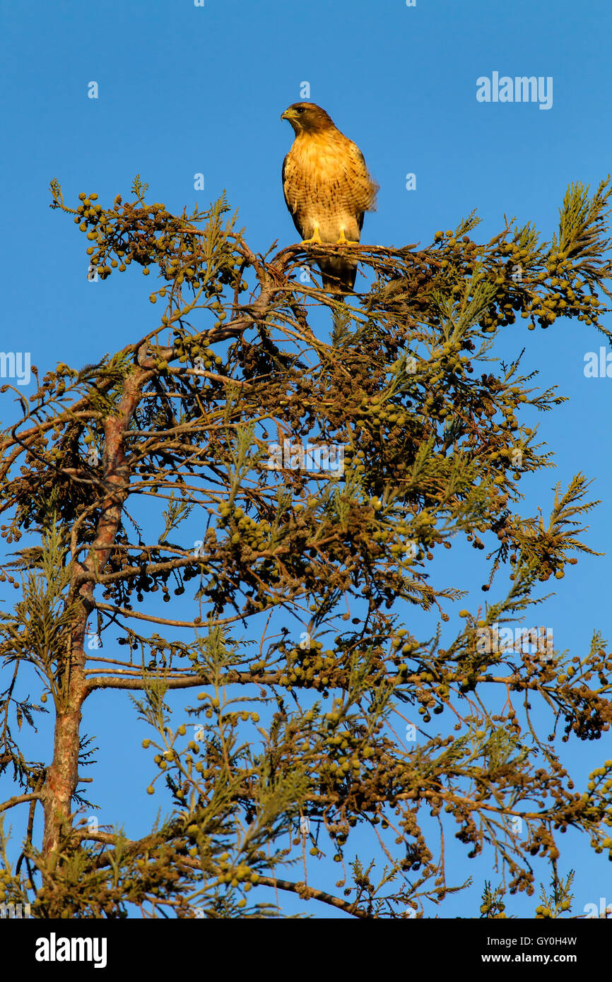 Red tail hi-res stock photography and images - Alamy