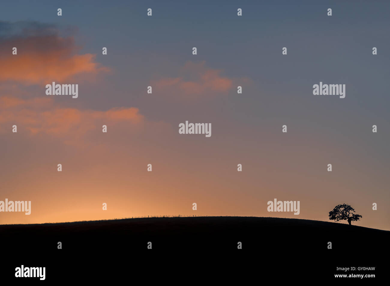 Oak Tree and Sunset Stock Photo - Alamy