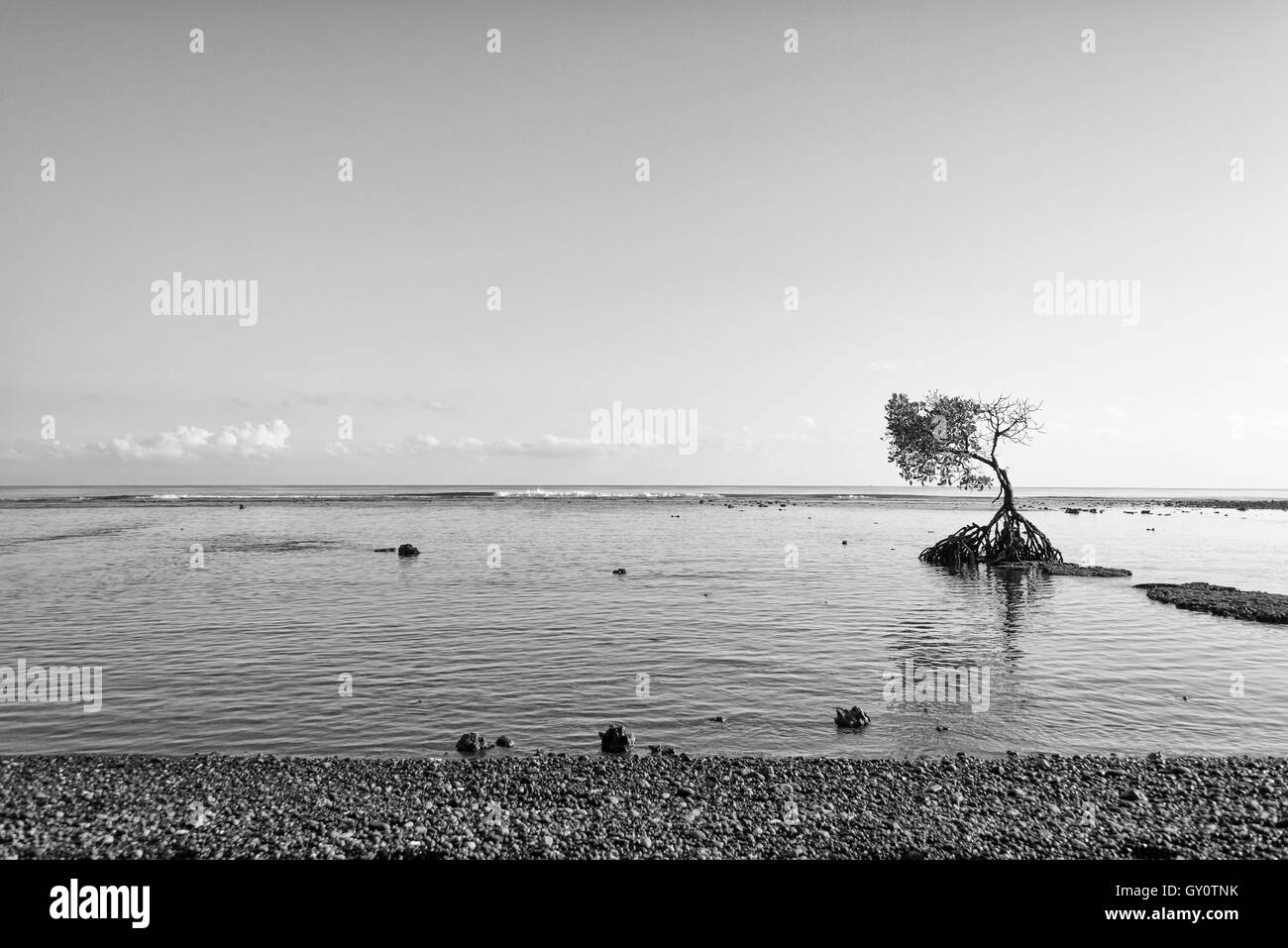 Black mangrove tree hi-res stock photography and images - Alamy