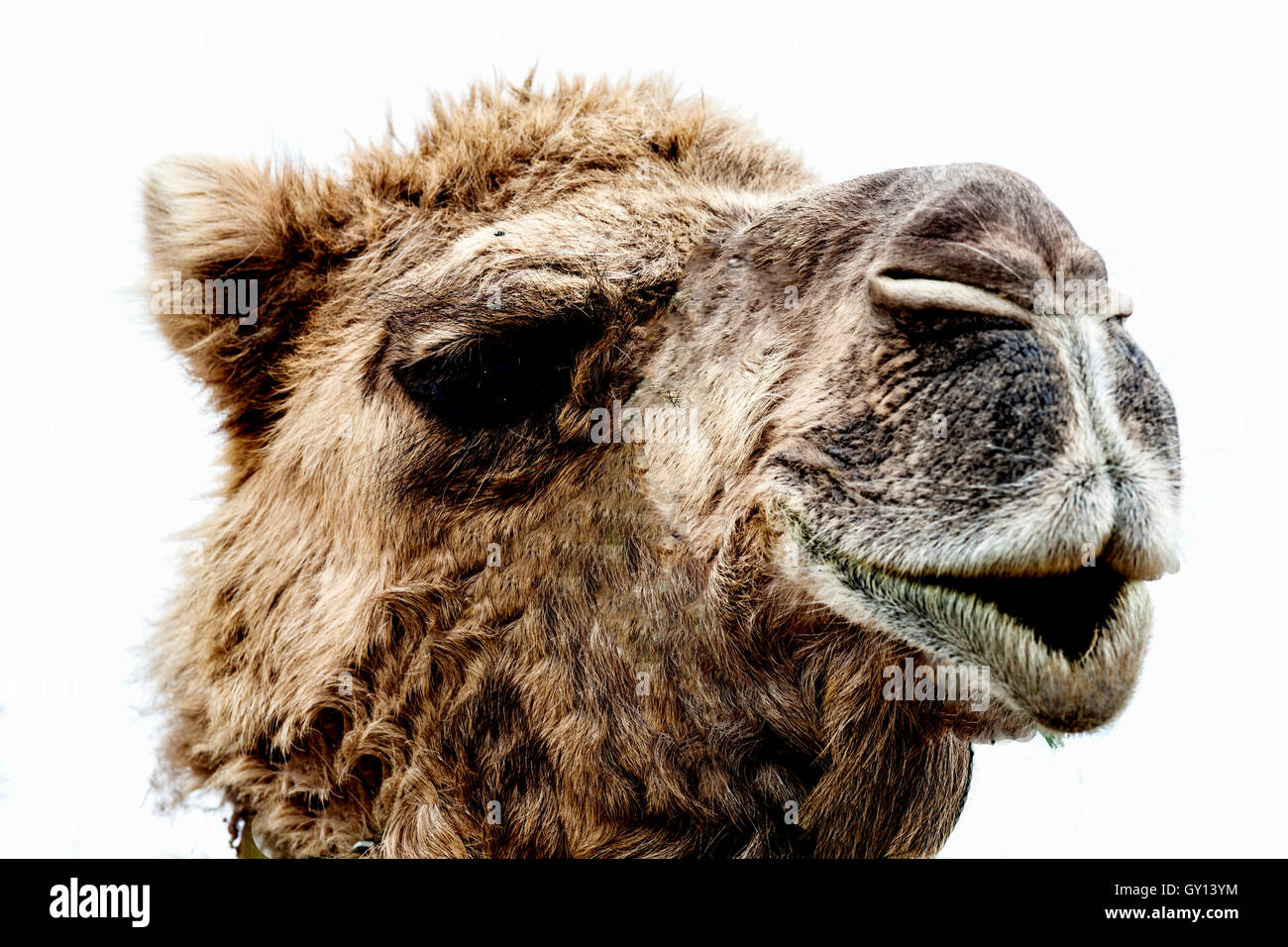 Head of camel isolated Stock Photo - Alamy