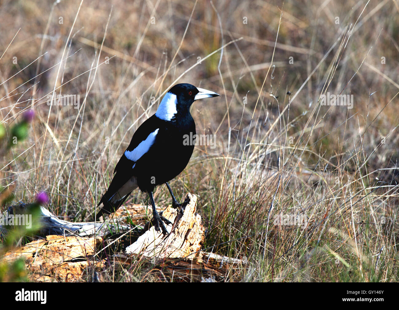 Australian magpies hi-res stock photography and images - Alamy