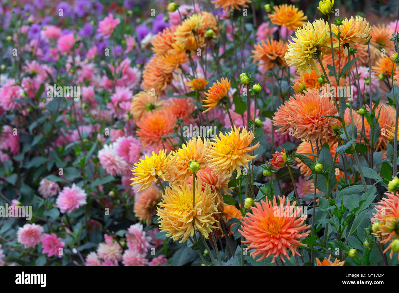 Dahlia border hi-res stock photography and images - Alamy