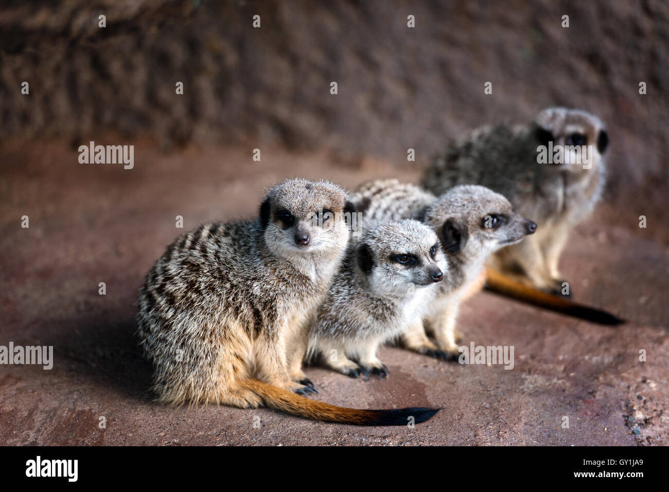 Portrait group of watchful Meerkats Stock Photo - Alamy