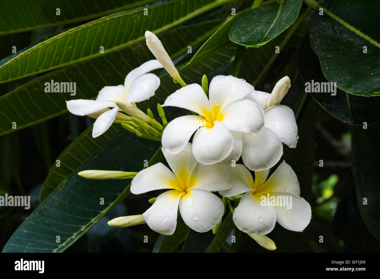 Frangipani tree hi-res stock photography and images - Alamy