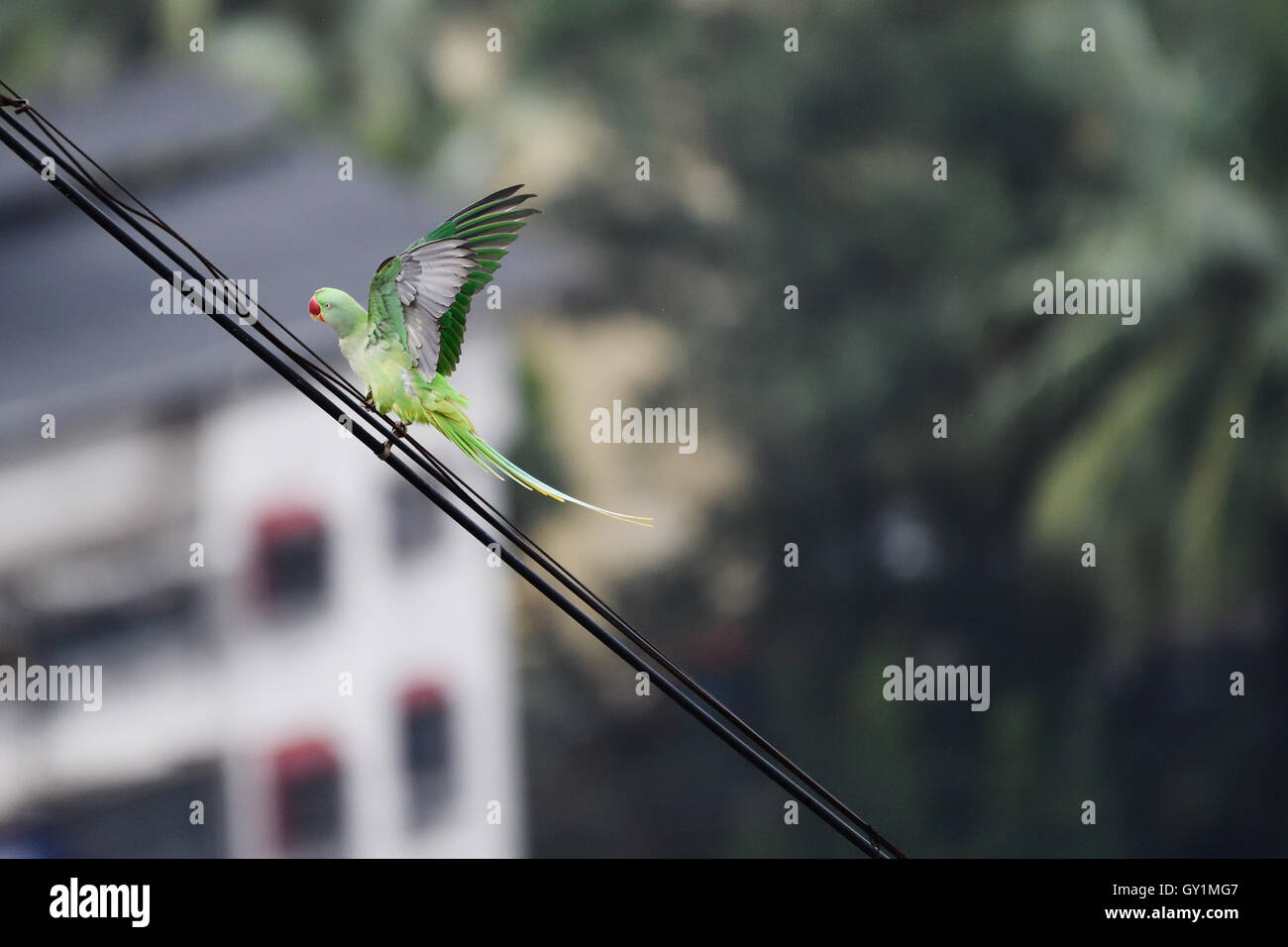 Parakeet wing stretch Stock Photo - Alamy