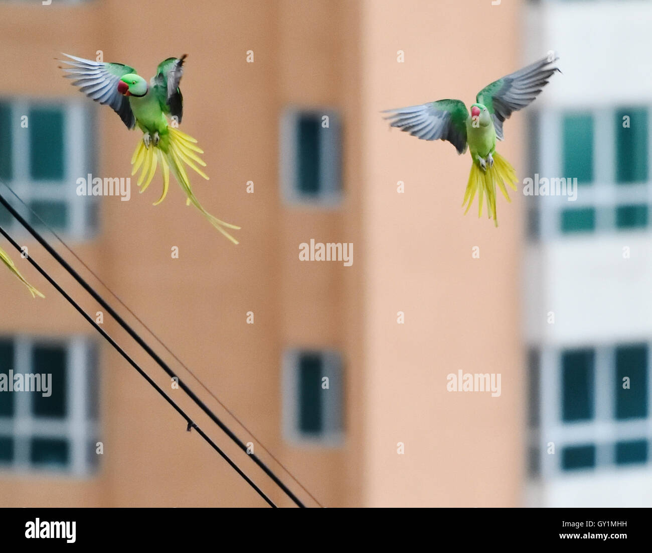 Alexandrine parakeets hi-res stock photography and images - Alamy