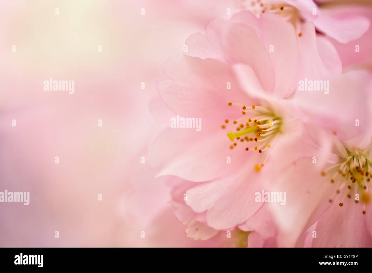Cherry Tree with soft pastel Pink and White Blossoms on a sunny Spring ...