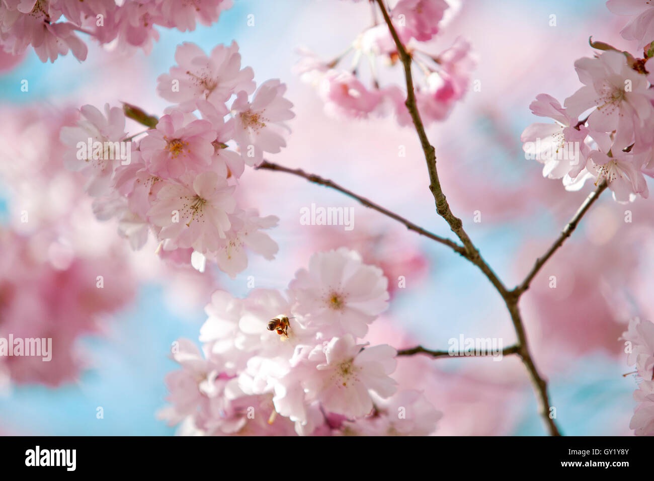 Cherry Tree with soft pastel Pink and White Blossoms on a sunny Spring ...