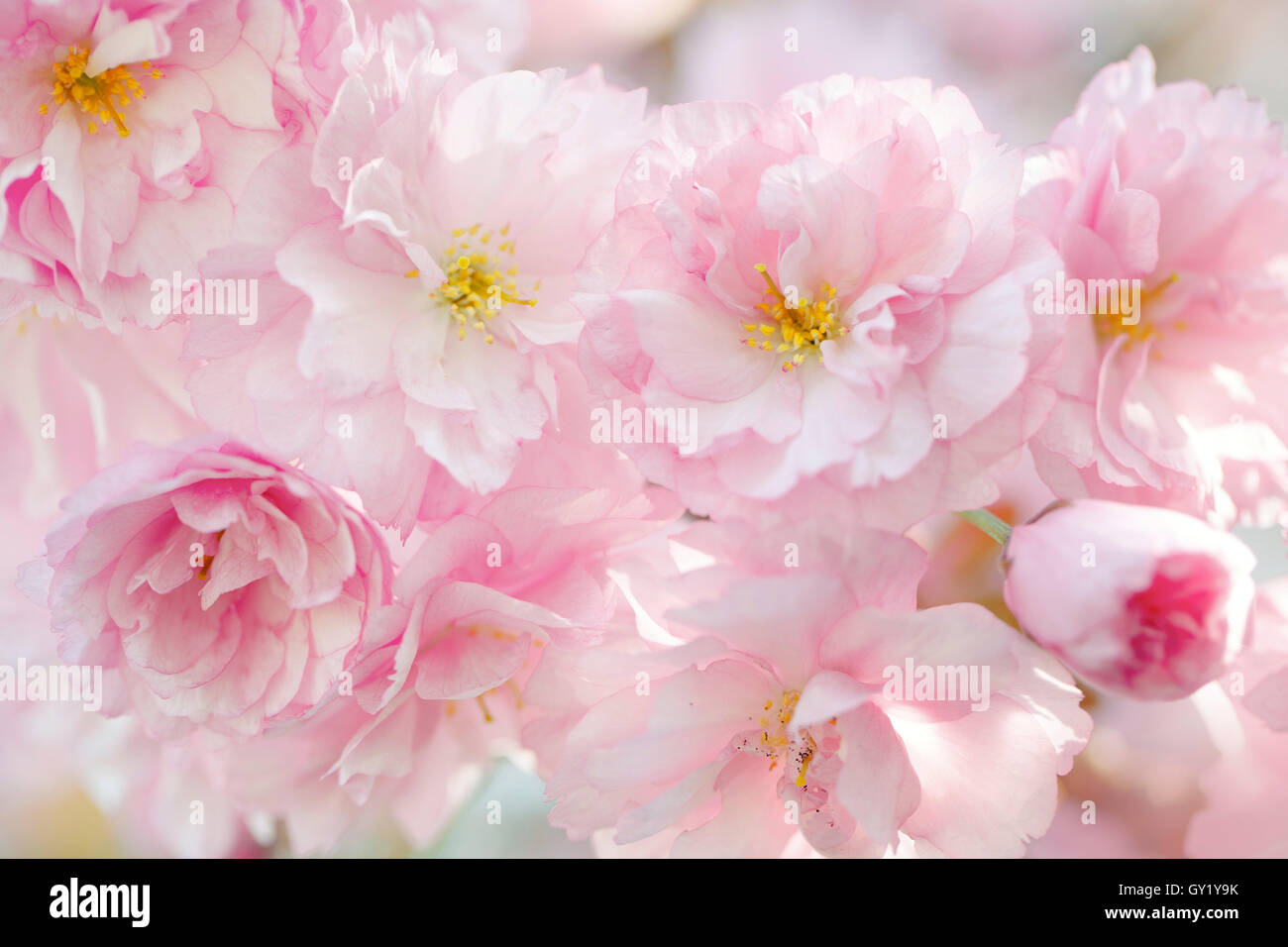 Cherry Tree with soft pastel Pink and White Blossoms on a sunny Spring ...