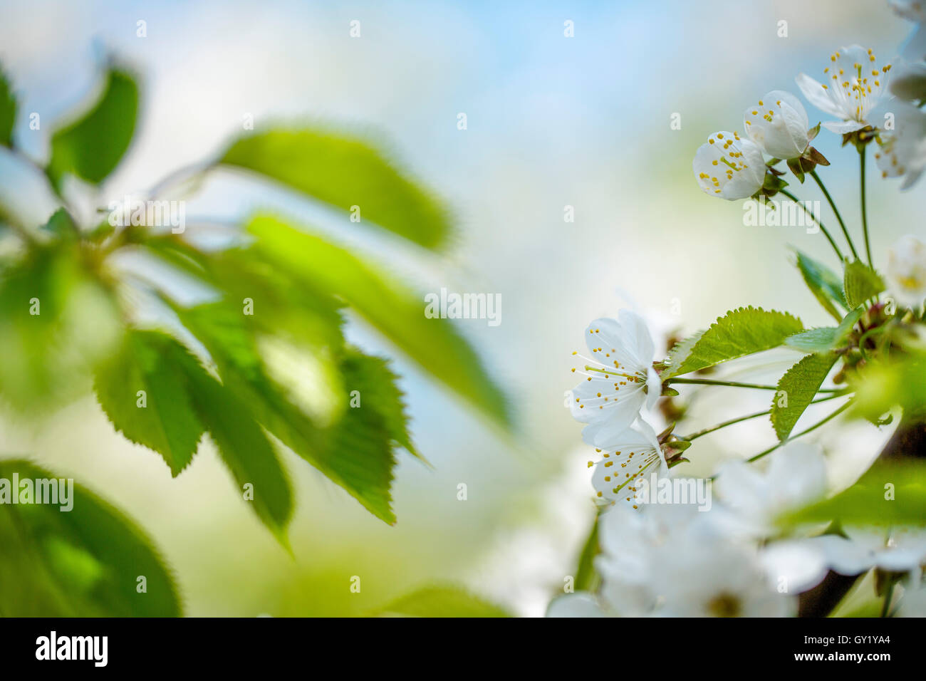 Cherry Tree with soft pastel Pink and White Blossoms on a sunny Spring ...