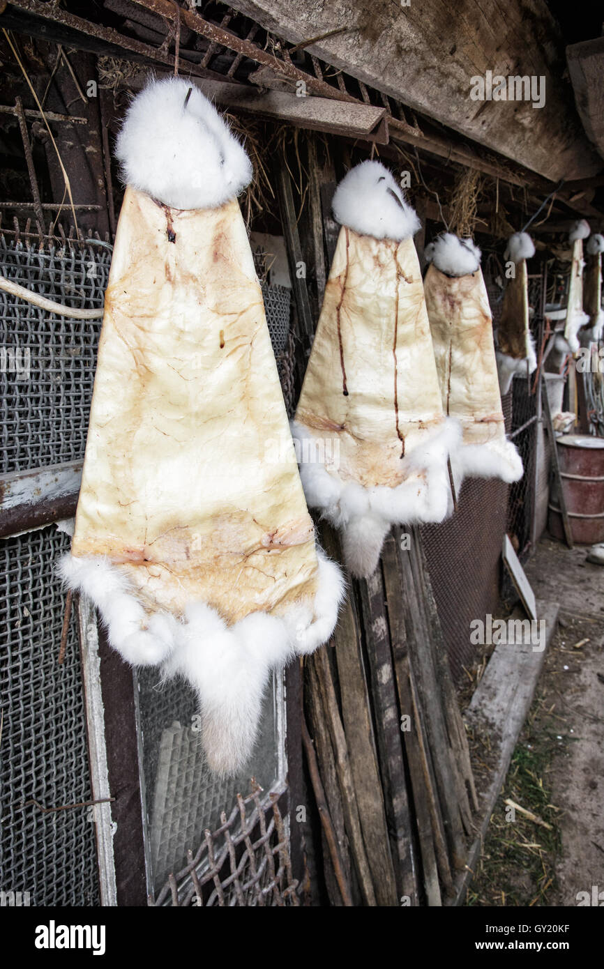 Rabbit furs hanging on the hooks in the farm. Stretched skin. Vertical ...