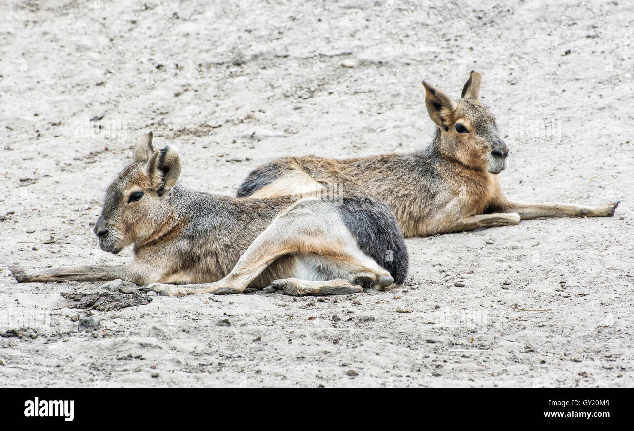 Patagonian mara pet hi-res stock photography and images - Alamy