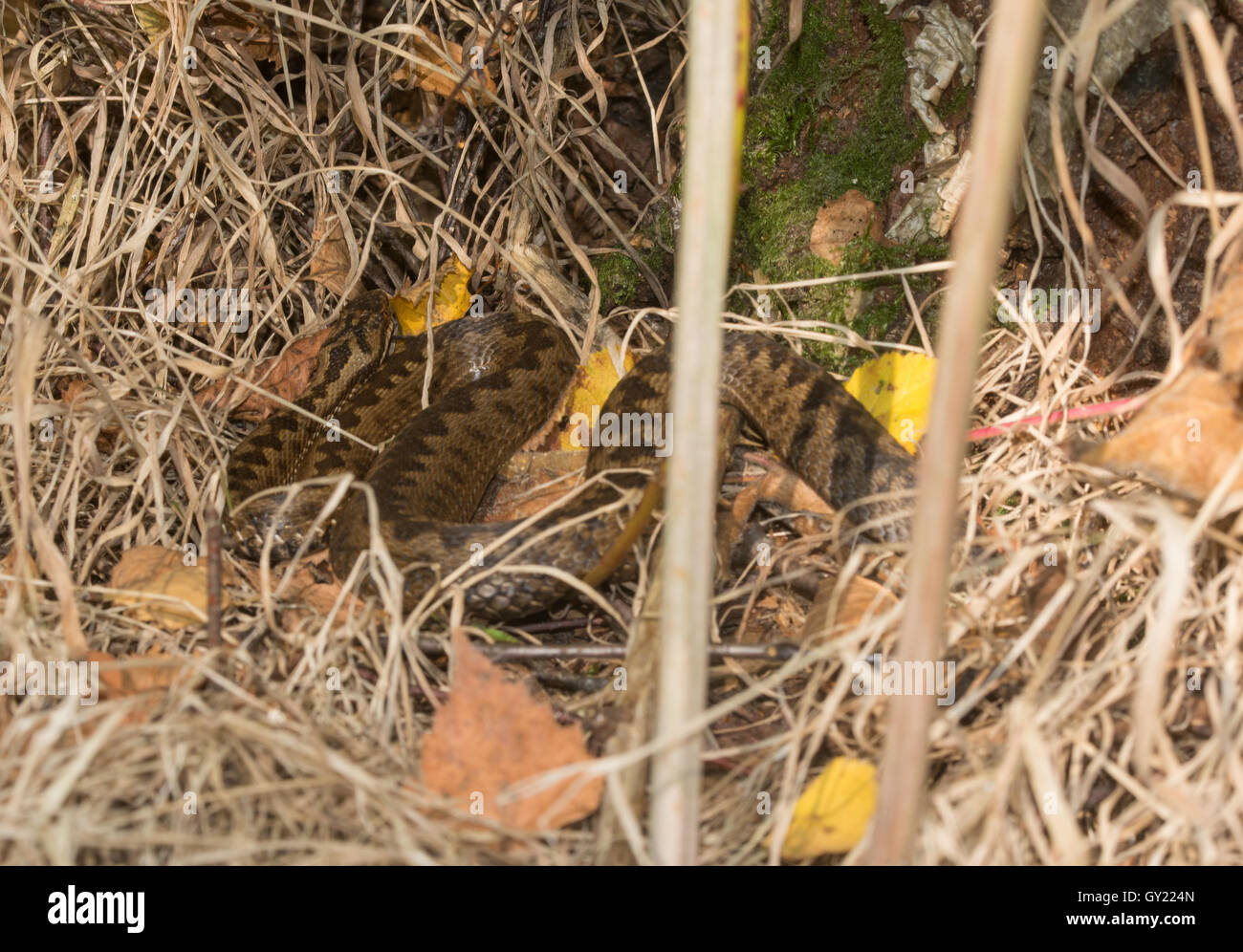 Adder viper snake hi-res stock photography and images - Alamy