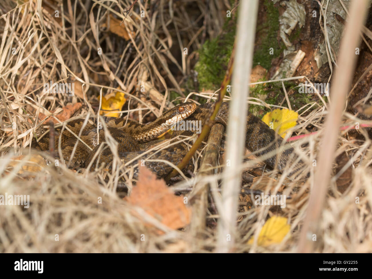 Adder viper snake hi-res stock photography and images - Alamy