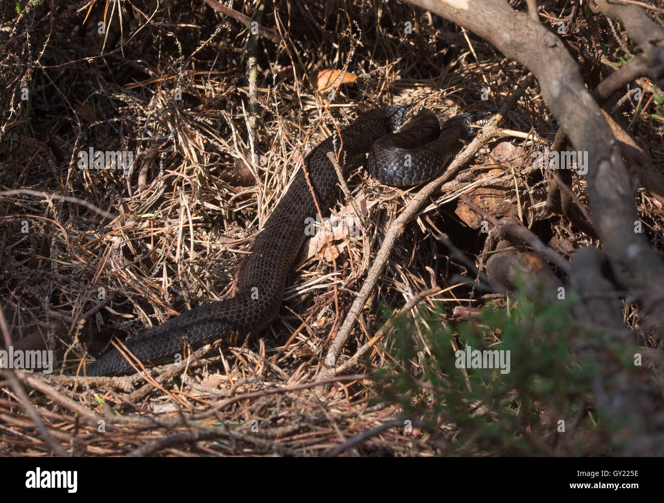 Black adder or melanistic adders (Vipera berus) basking in heathland in ...