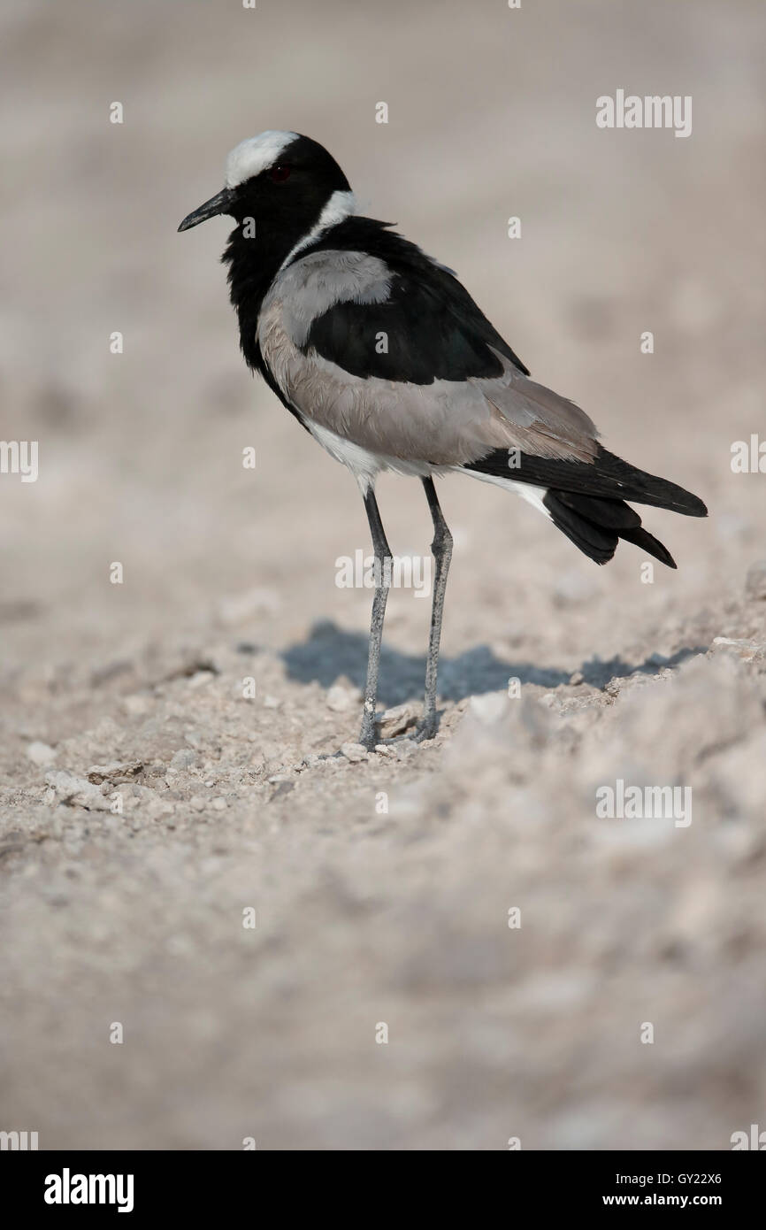 Blacksmith plover lapwing vanellus armatus hi-res stock photography and ...