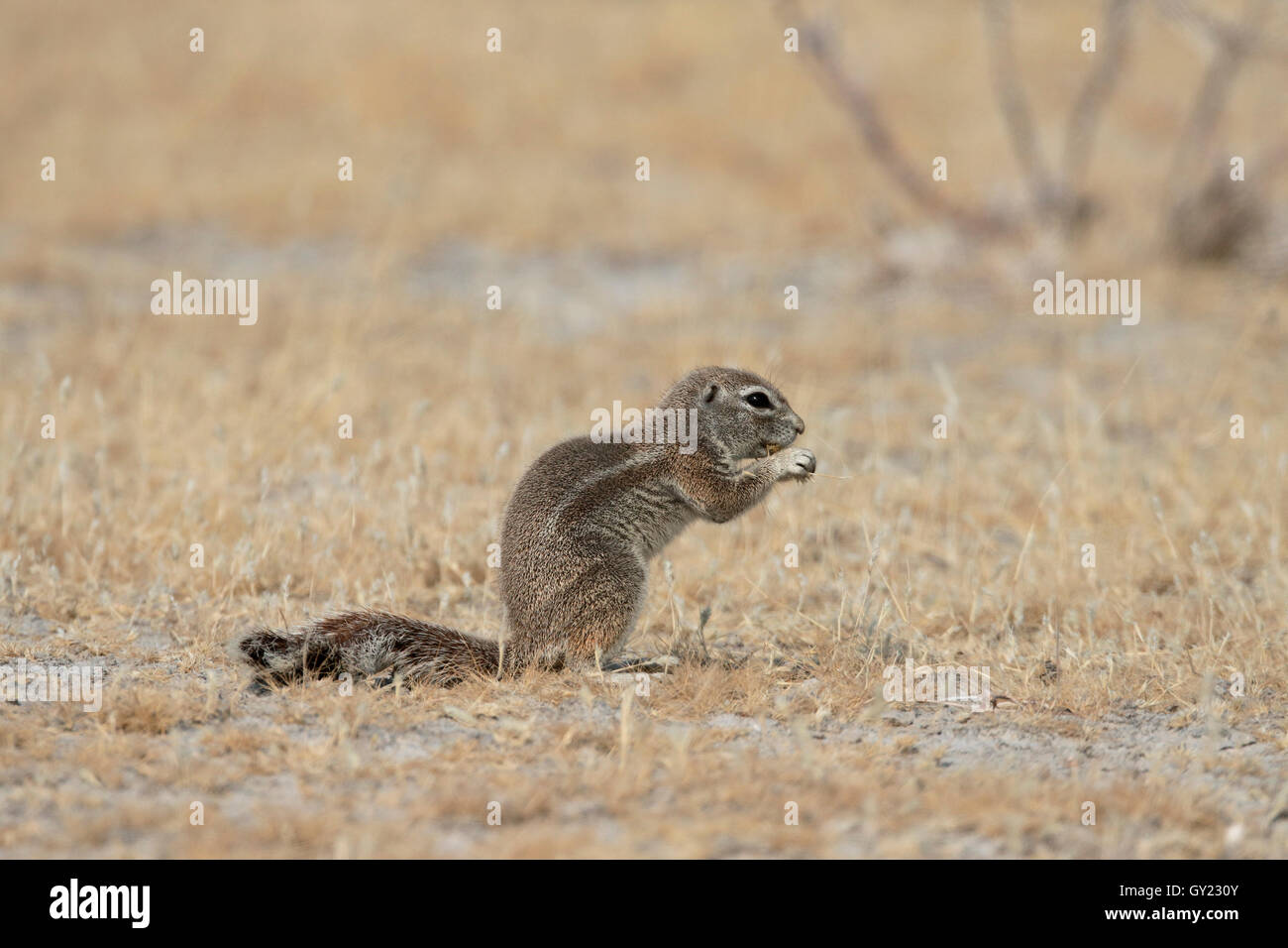 Cape ground-squirrel, Xerus inauris, Single mammal on floor, South ...