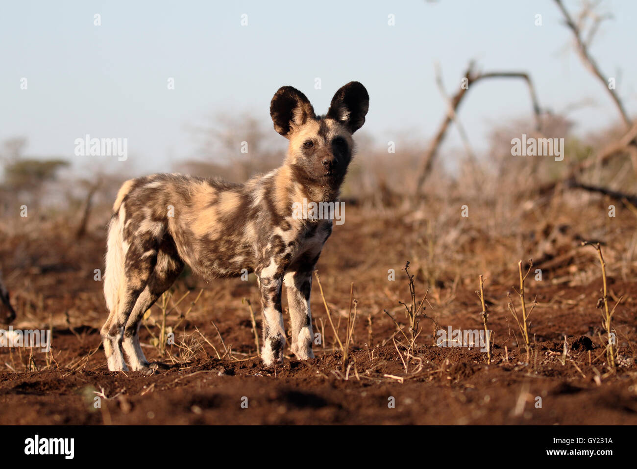 African cape hunting dog, Lycaon pictus, single mammal, South Africa ...