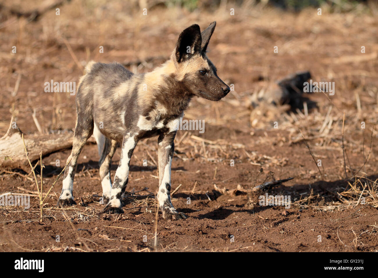 African cape hunting dog, Lycaon pictus, single mammal, South Africa ...