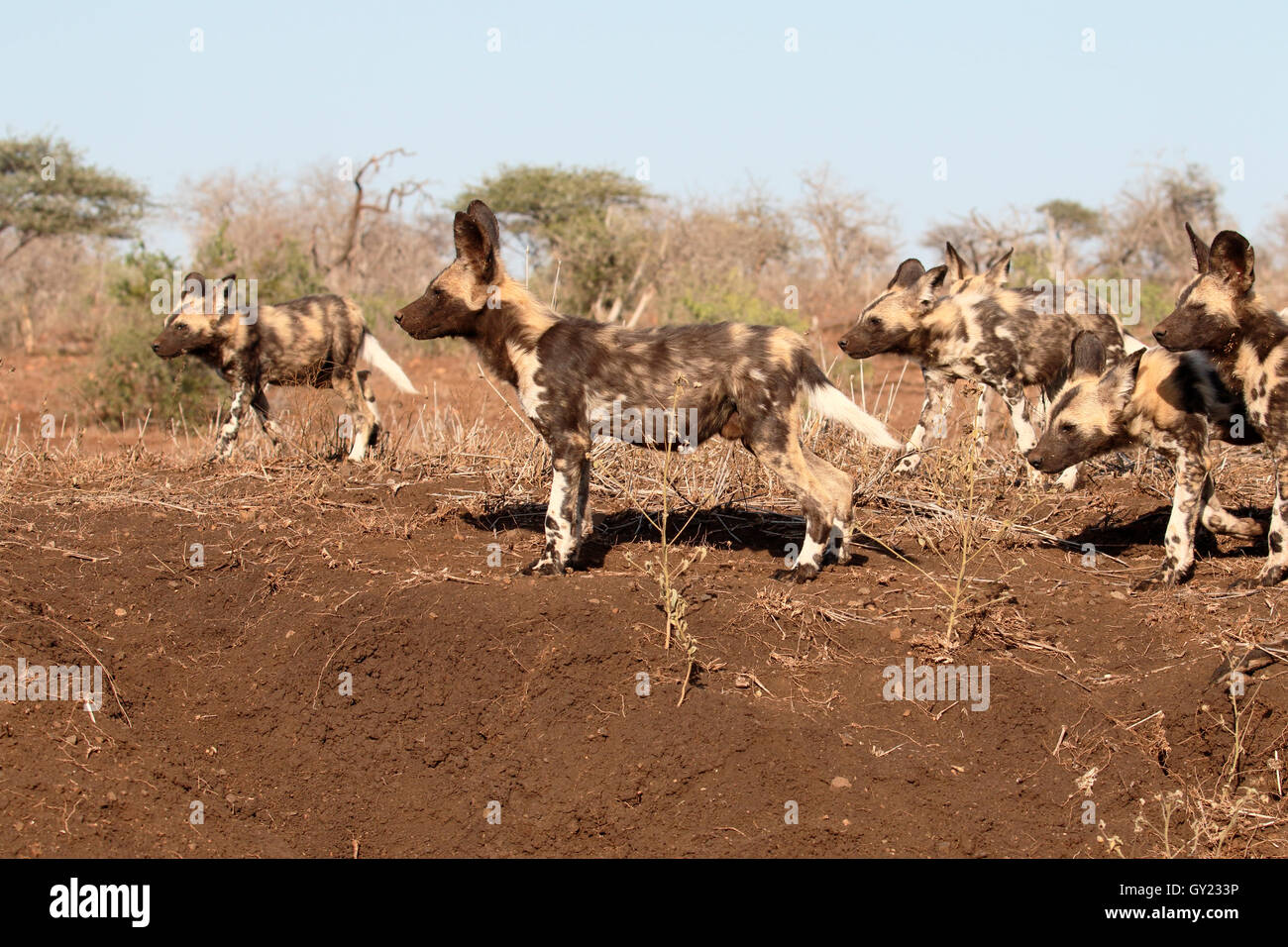African wild dog pack hi-res stock photography and images - Alamy