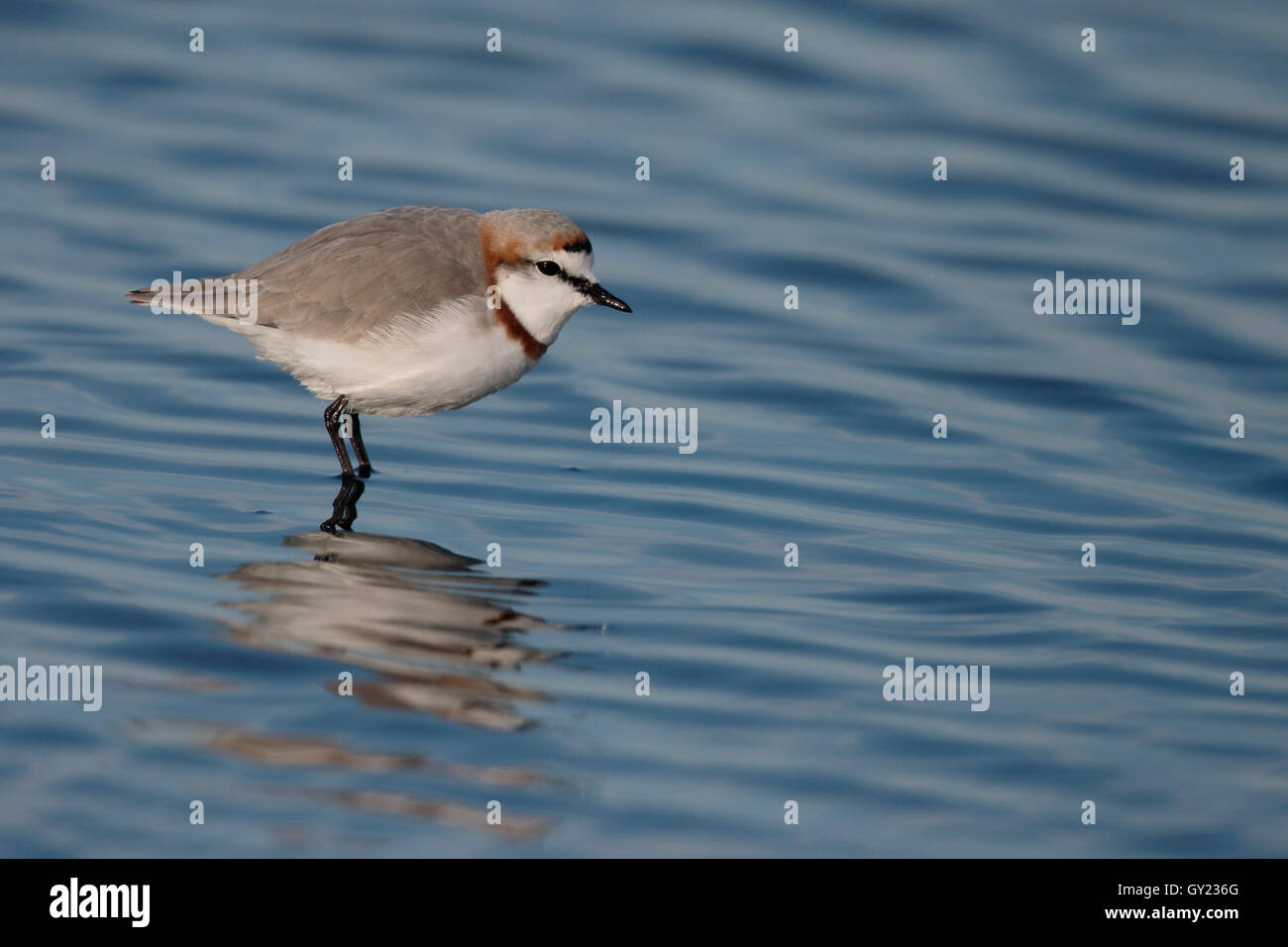 Chestnut-banded plover, Charadrius pallidus, single bird by water ...