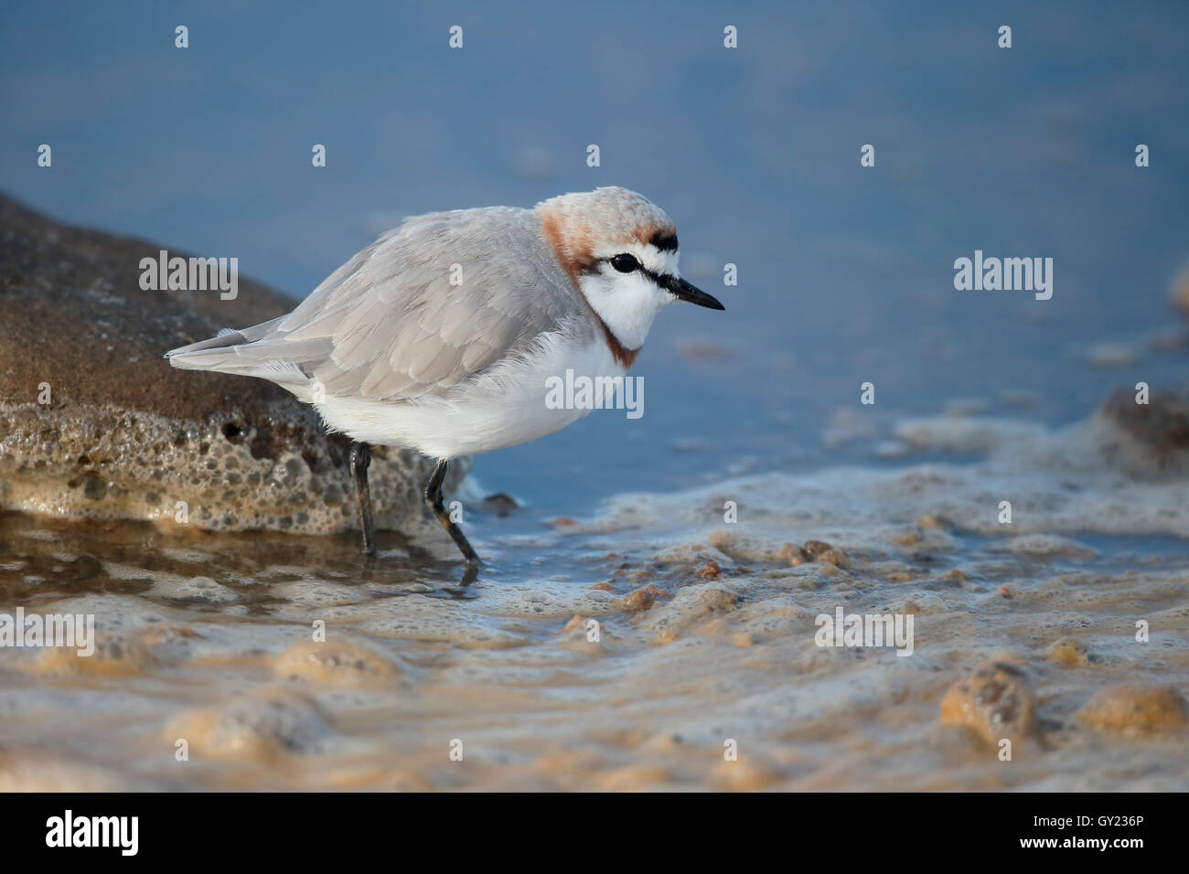 Chestnut-banded plover, Charadrius pallidus, single bird by water ...