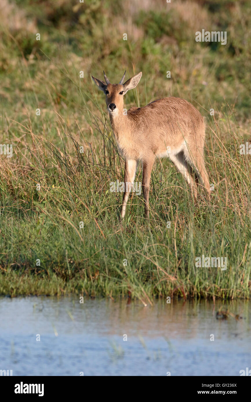 Common or Southern reedbuck, Redunca arundinum, single female, South ...