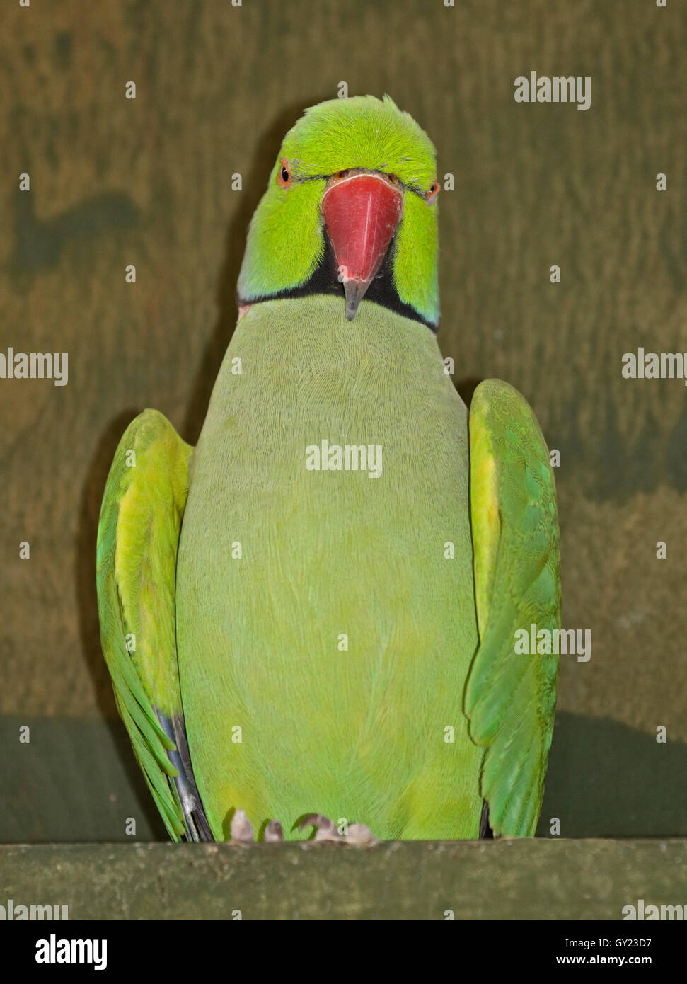 Ring neck parakeet hi-res stock photography and images - Alamy