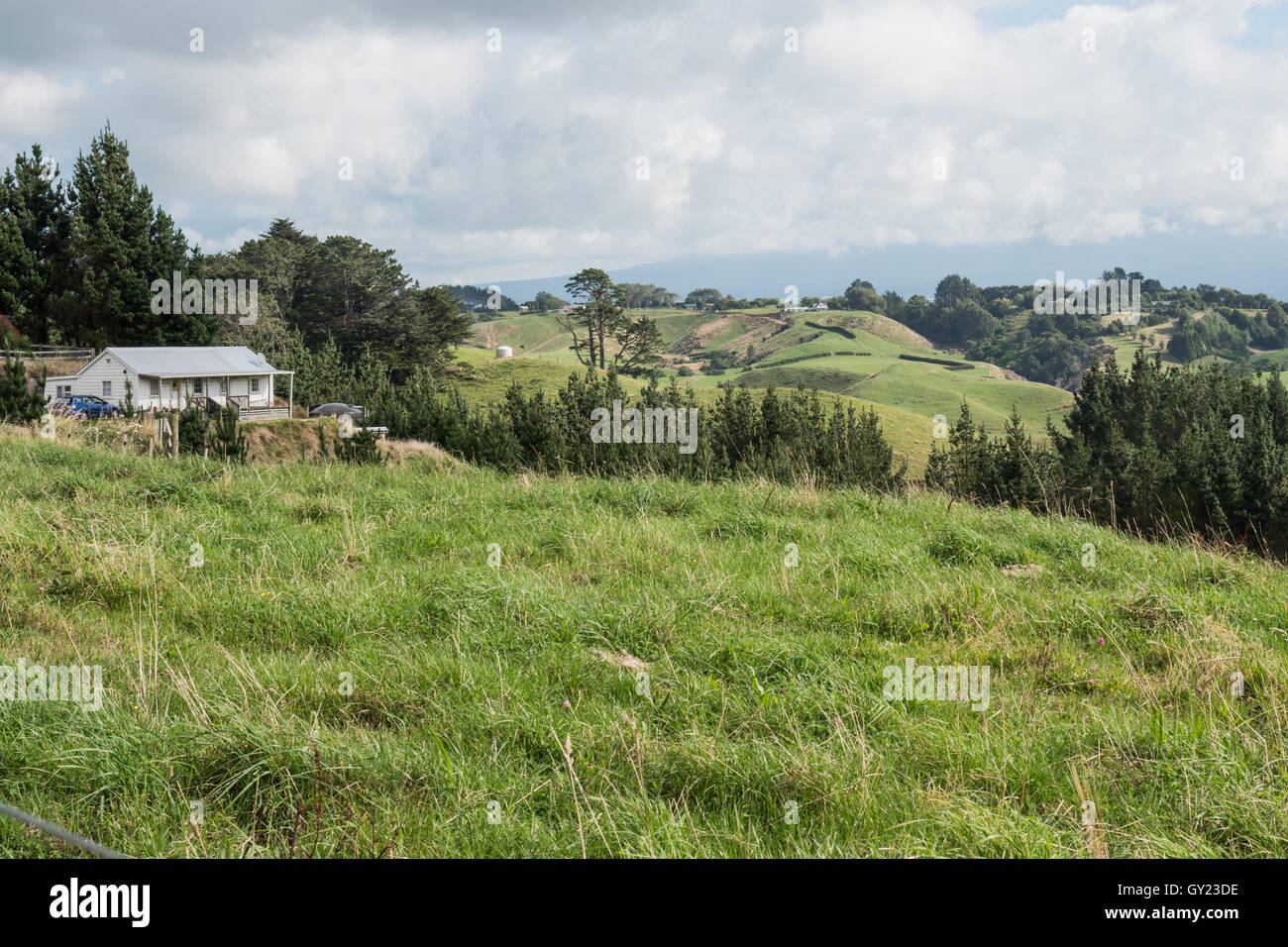 Uruti hi-res stock photography and images - Alamy