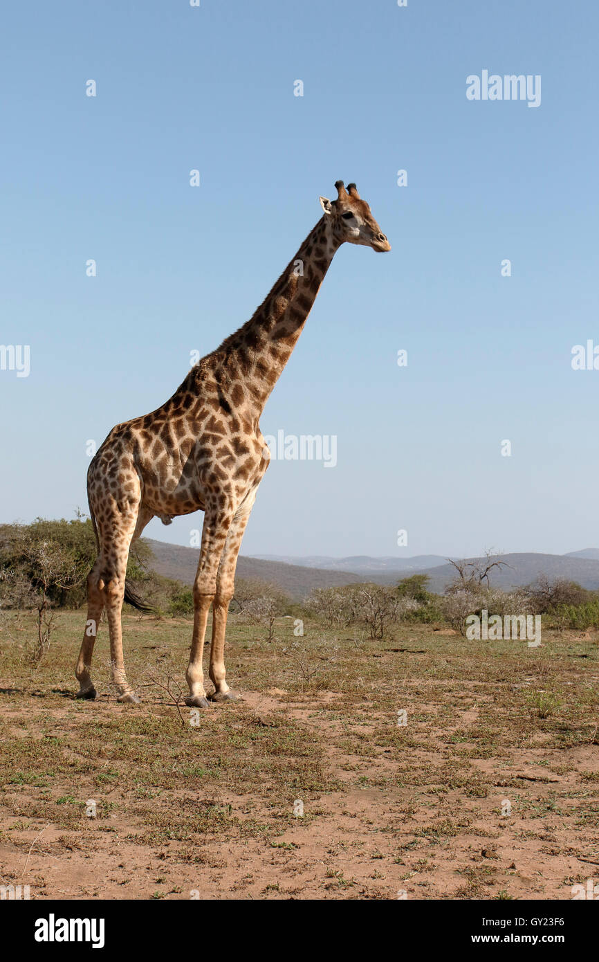 Giraffa hi-res stock photography and images - Alamy